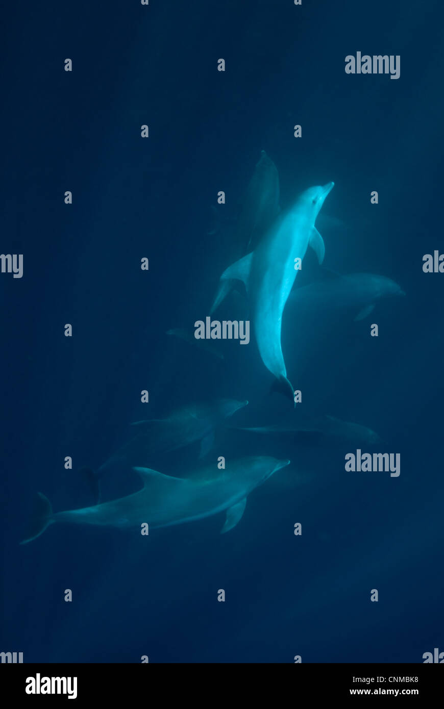 Long-beaked Common Dolphin Delphinus capensis adults group swimming ...