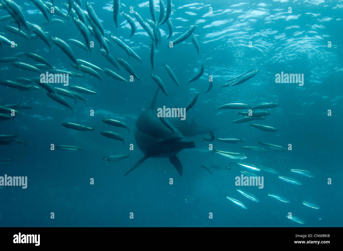 Long-beaked Common Dolphin Delphinus capensis adult feeding 'baitball ...