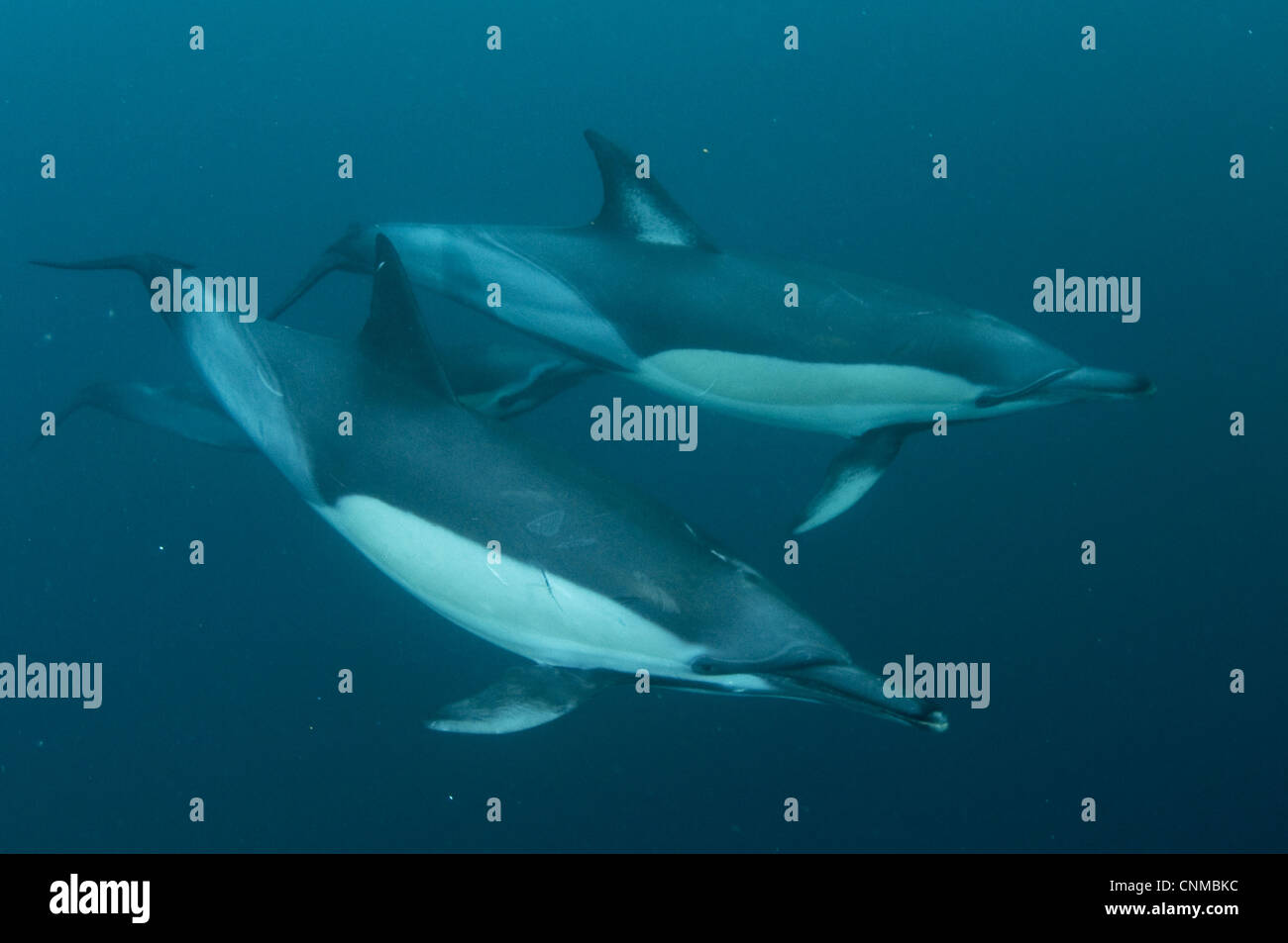 Long-beaked Common Dolphin Delphinus capensis three adults swimming ...