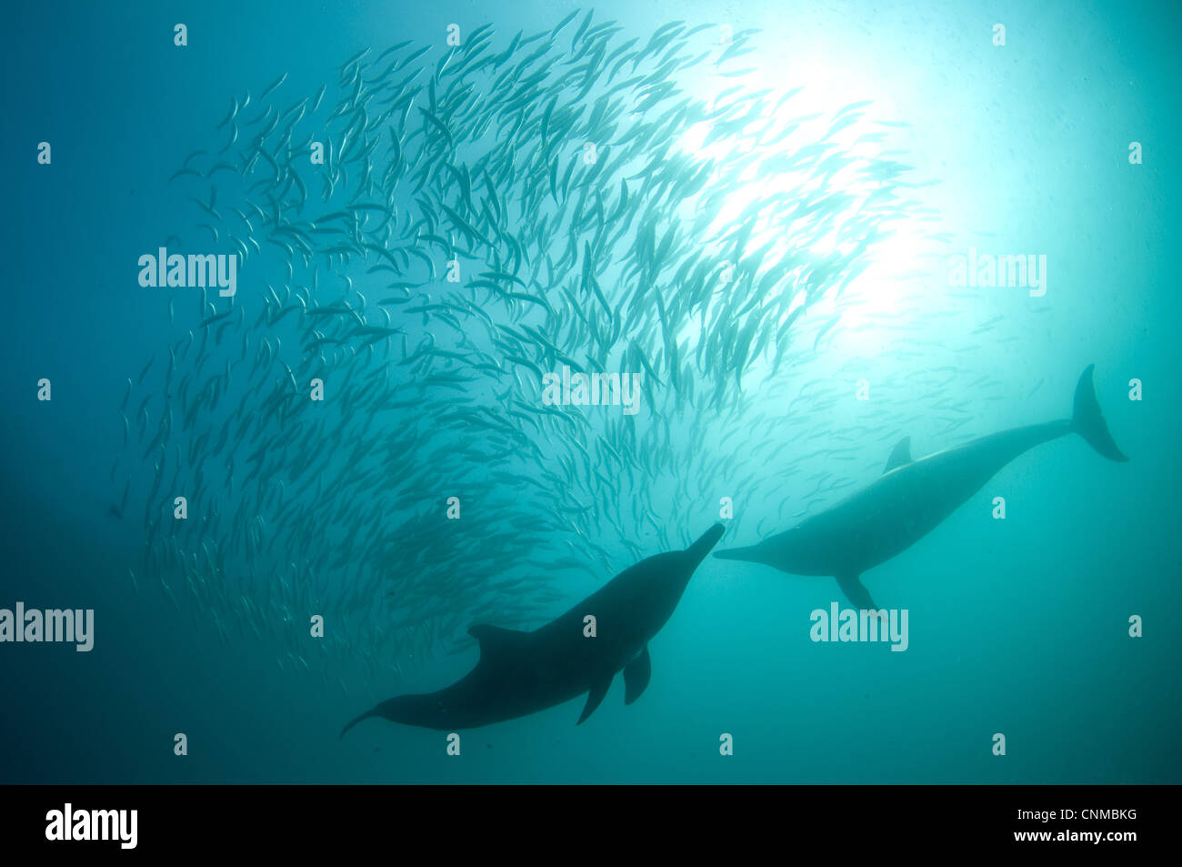 Long-beaked Common Dolphin Delphinus capensis two adults feeding ...