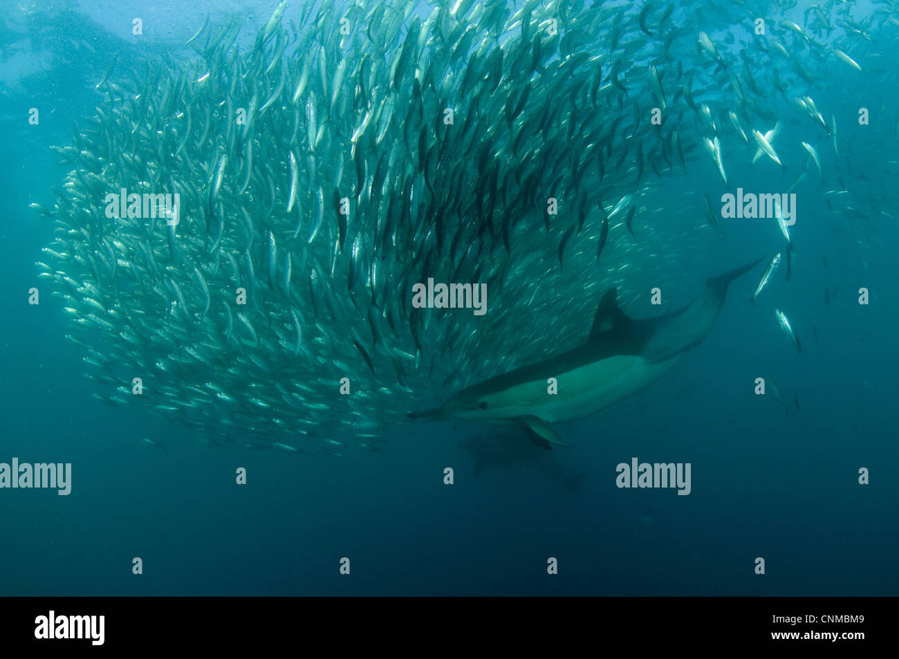 Long-beaked Common Dolphin Delphinus capensis two adults feeding ...
