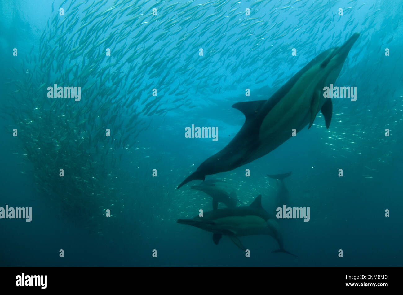 Long-beaked Common Dolphin Delphinus capensis four adults feeding ...