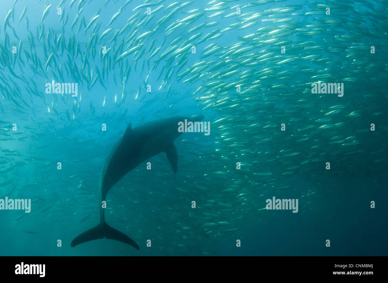 African sea sardines hi-res stock photography and images - Alamy