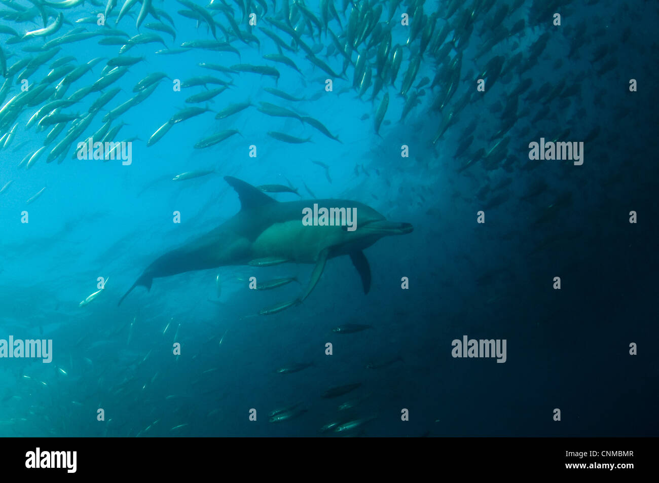 Dolphin eating fish underwater hi-res stock photography and images - Alamy