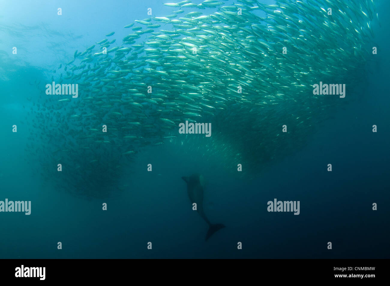 Long-beaked Common Dolphin Delphinus capensis adult feeding 'baitball ...