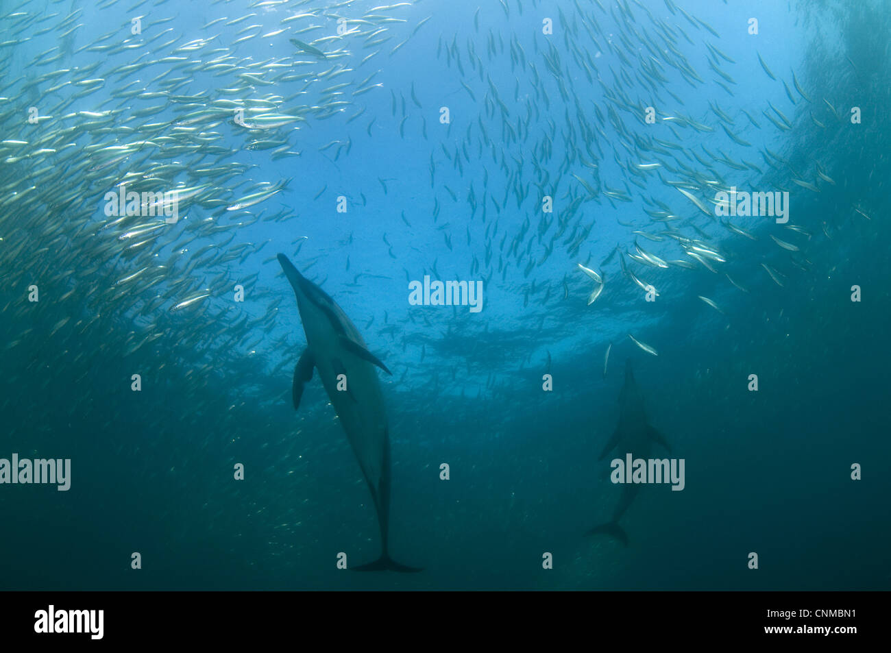 Long-beaked Common Dolphin Delphinus capensis two adults feeding ...