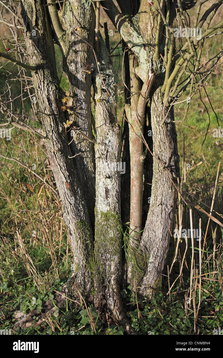 Common Hawthorn Crataegus monogyna close-up trunk multiple stems ...