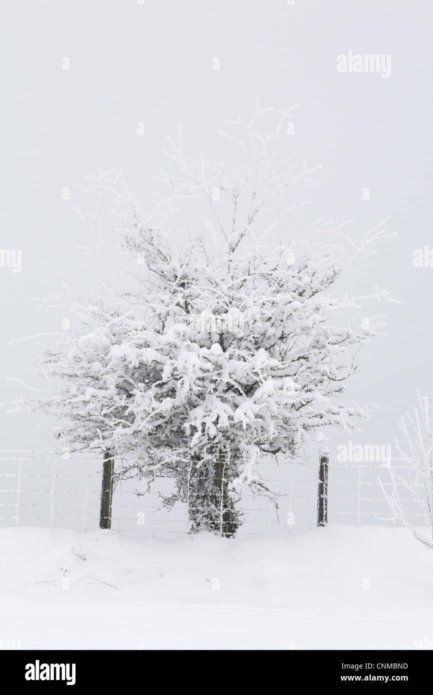 Common Hawthorn (Crataegus monogyna) habit, beside wire fence after ...