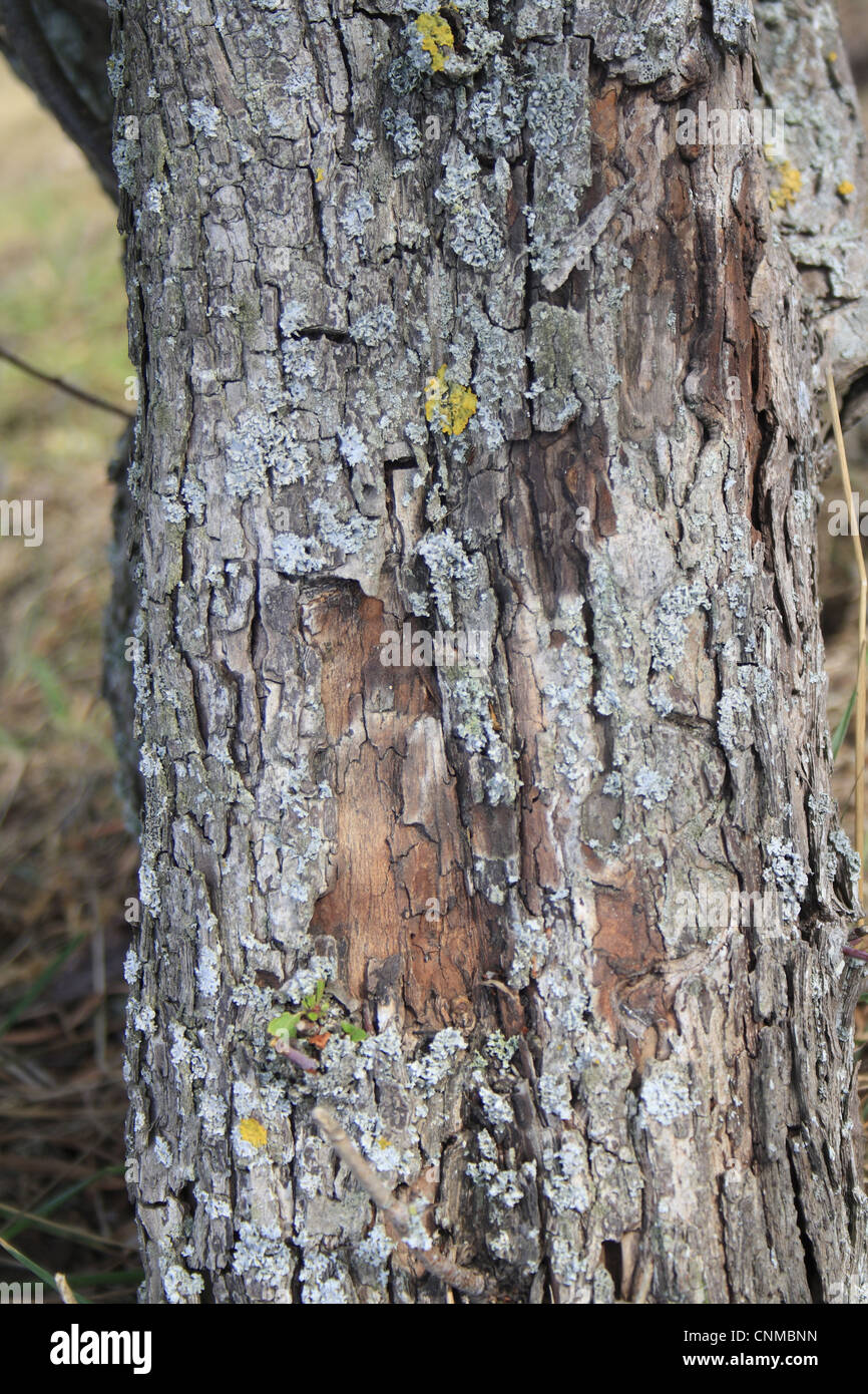 Common Hawthorn Crataegus monogyna close-up trunk growing acid ...