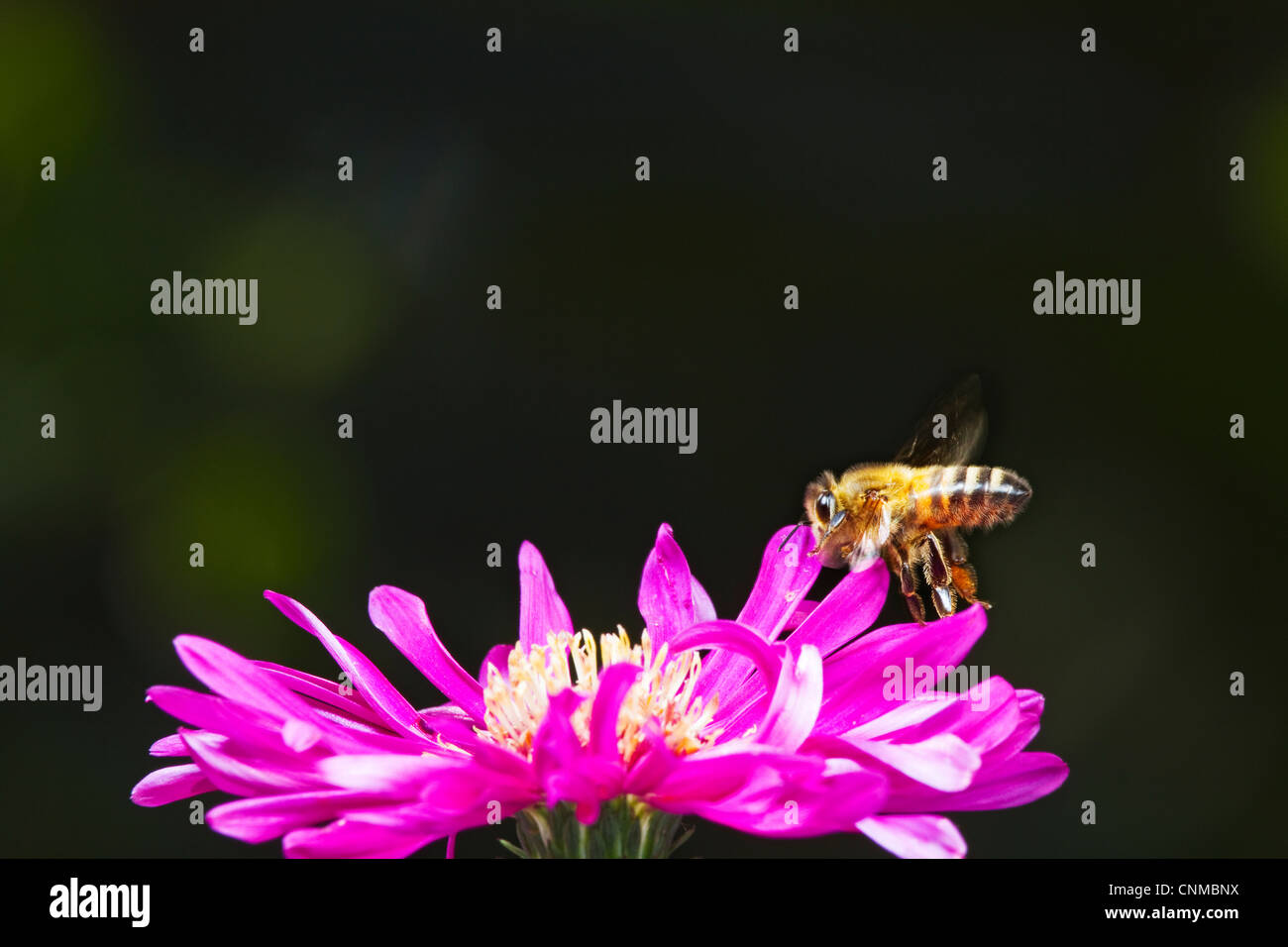 Over flower hi-res stock photography and images - Alamy