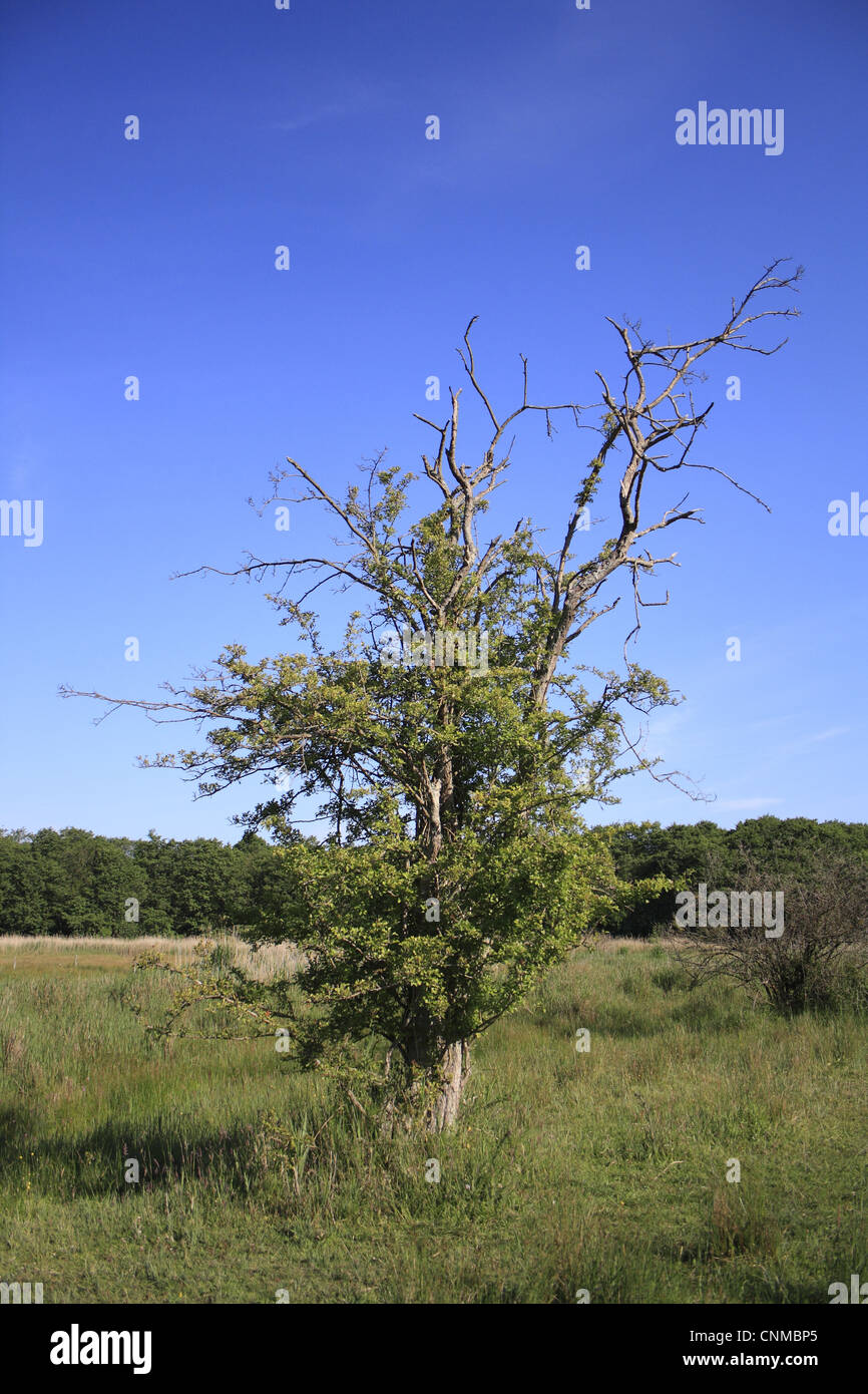 Common Hawthorn Crataegus monogyna habit dieback growing valley fen ...