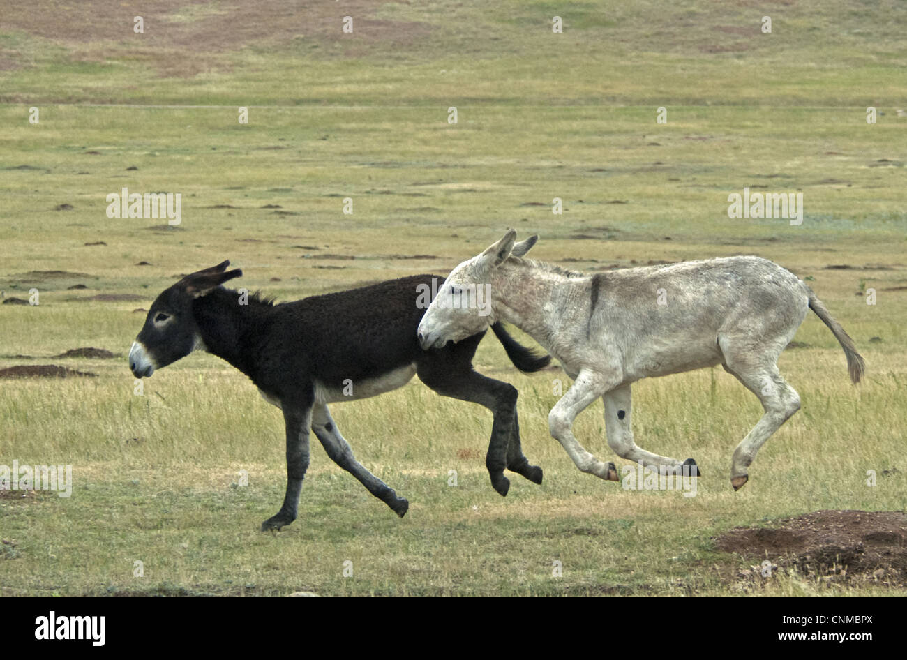 Donkey, 'Wild Burro' feral adults, two running in prairie, Custer State ...