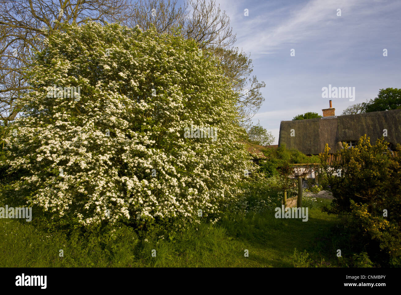 Common Hawthorn (Crataegus monogyna) flowering, growing in wildlife ...