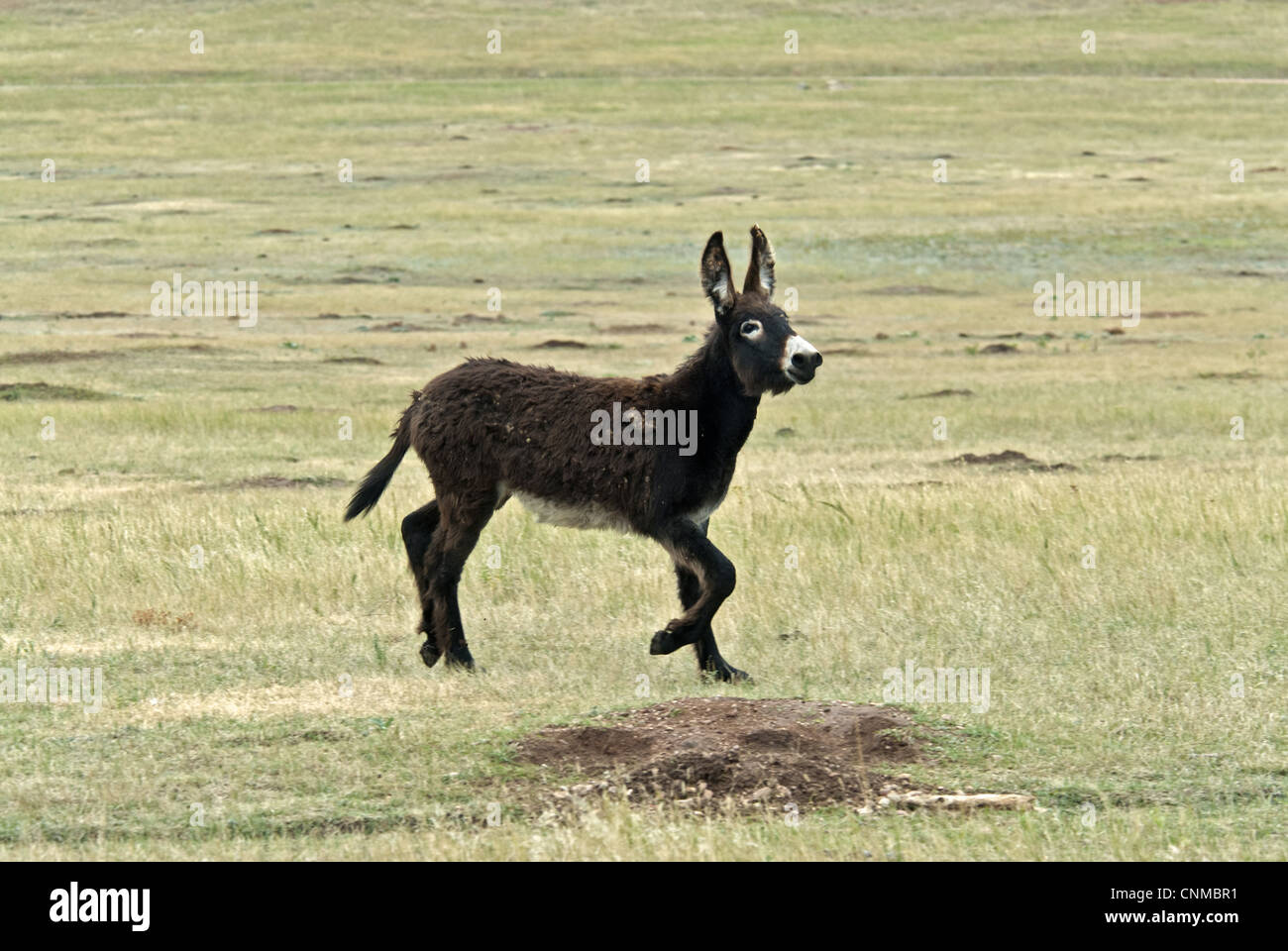 Donkey, 'Wild Burro' feral adult, running in prairie, Custer State Park ...