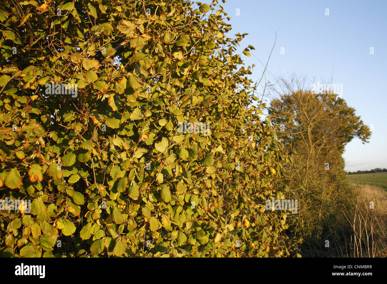 Common Hazel Corylus avellana habit growing in hedgerow at edge ...