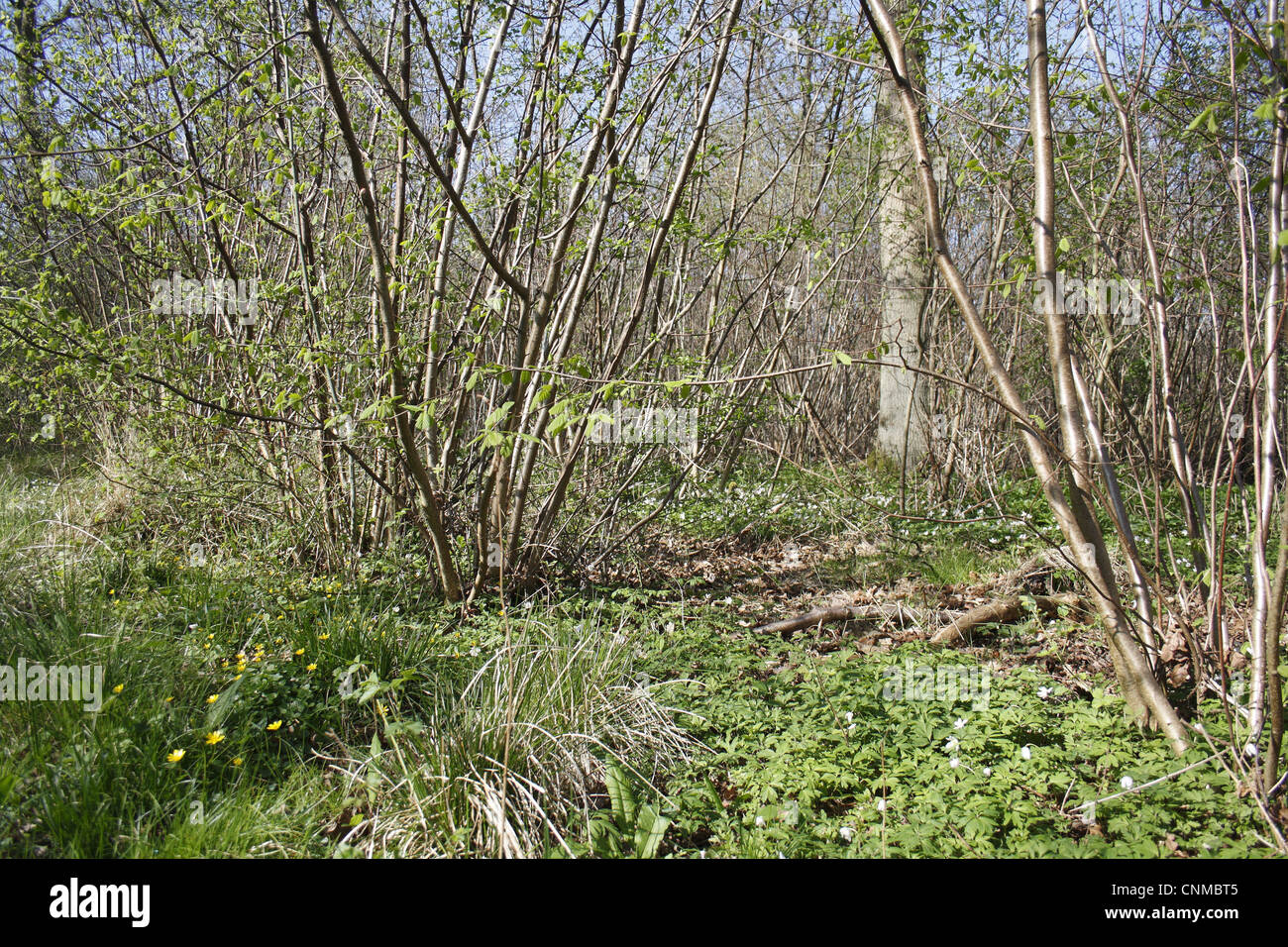 Common Hazel (Corylus avellana) ancient coppiced woodland habitat ...