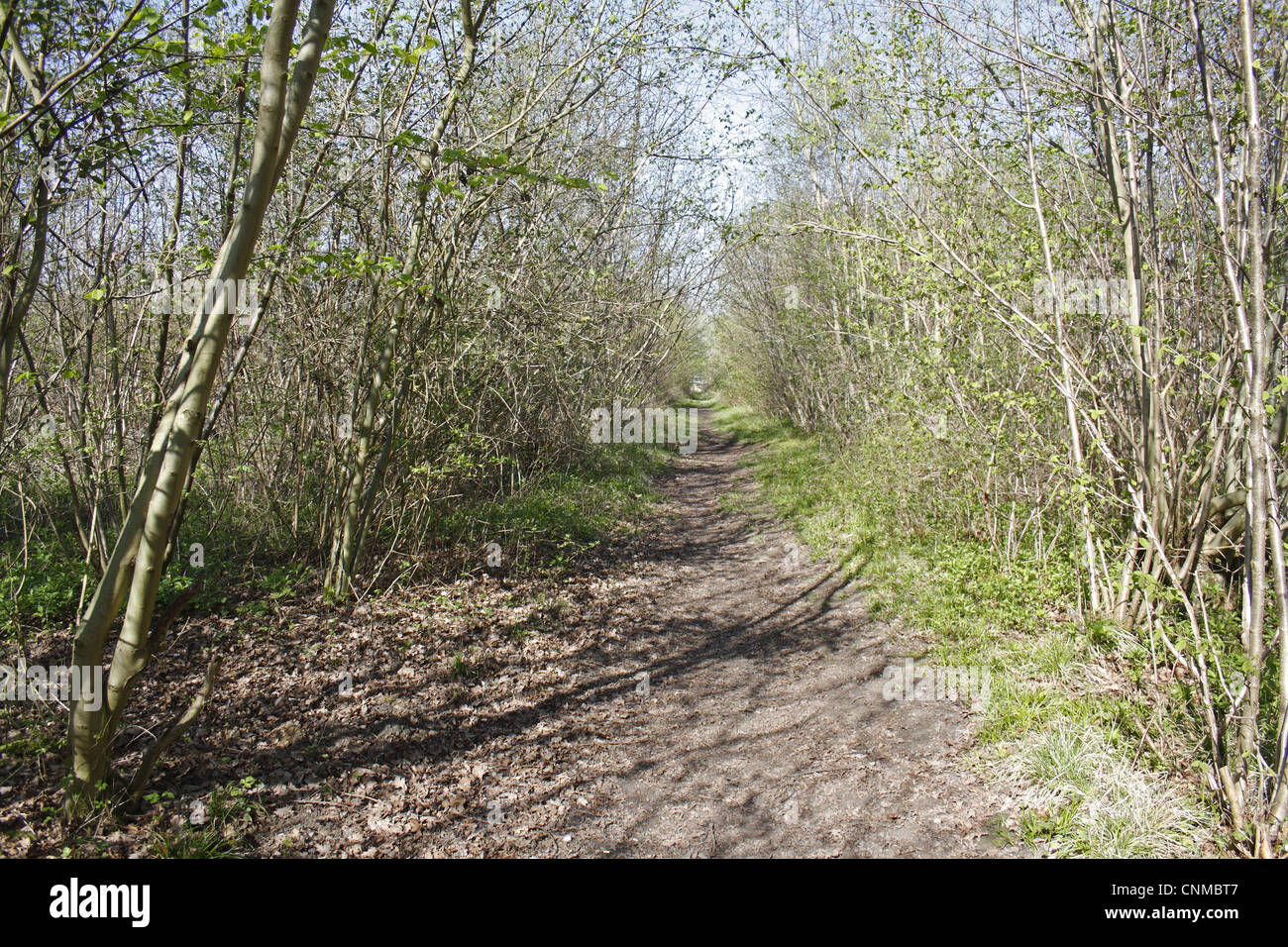 Common Hazel (Corylus avellana) ancient coppiced woodland habitat ...