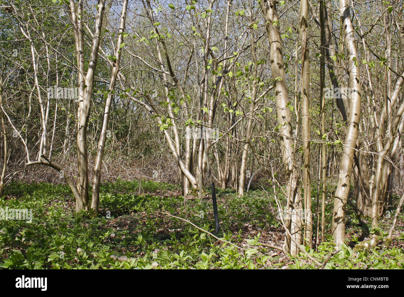Common Hazel (Corylus avellana) coppiced woodland, Barking Tye, Suffolk ...