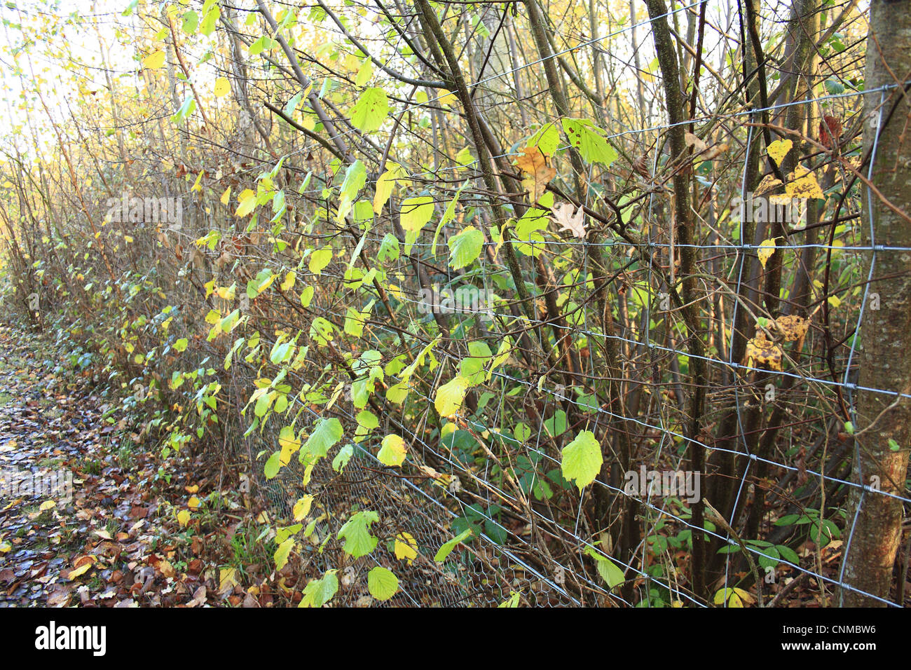 Common Hazel Corylus avellana coppiced ancient woodland habitat wire ...