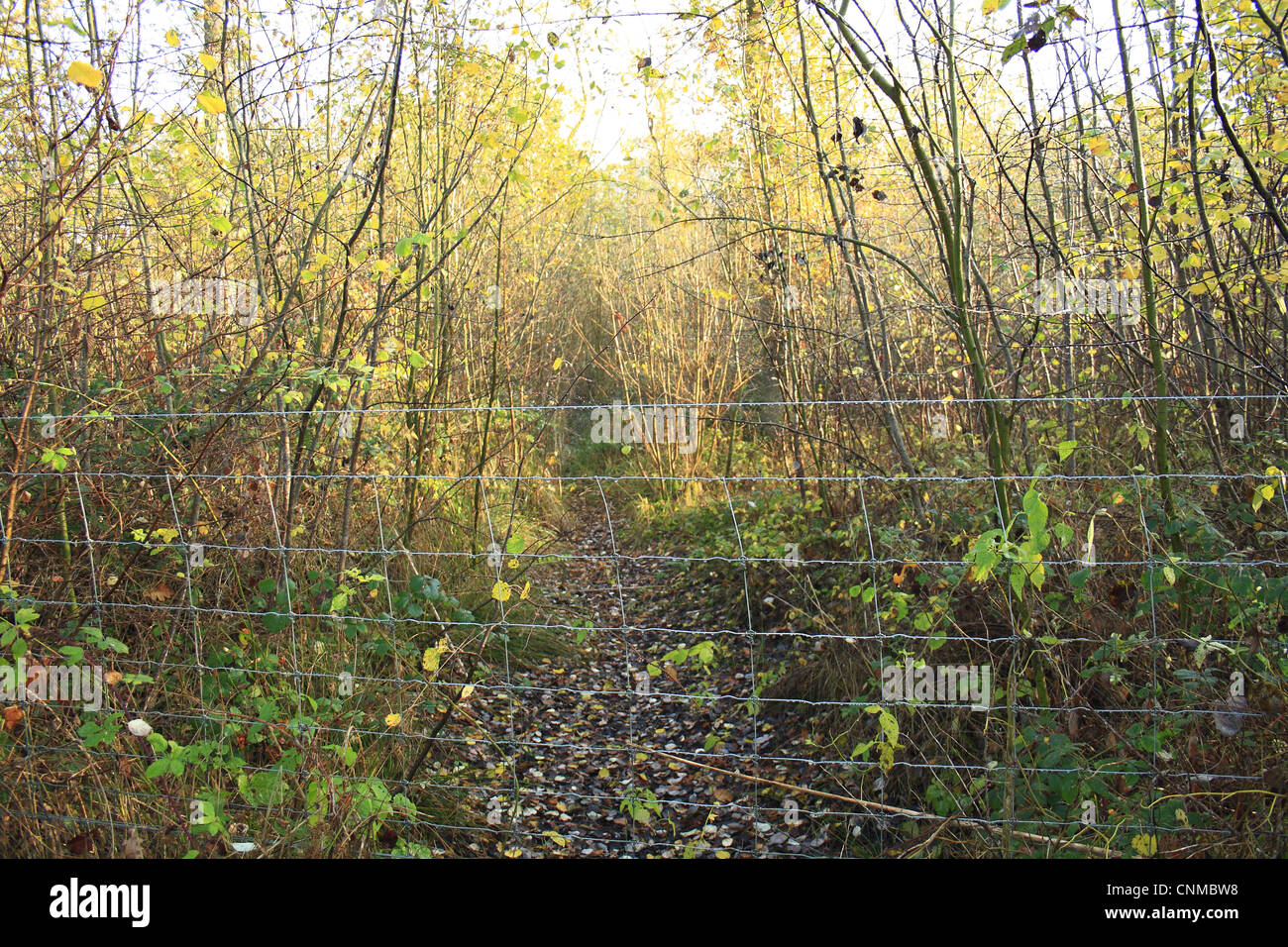Common Hazel Corylus avellana coppiced ancient woodland habitat wire ...