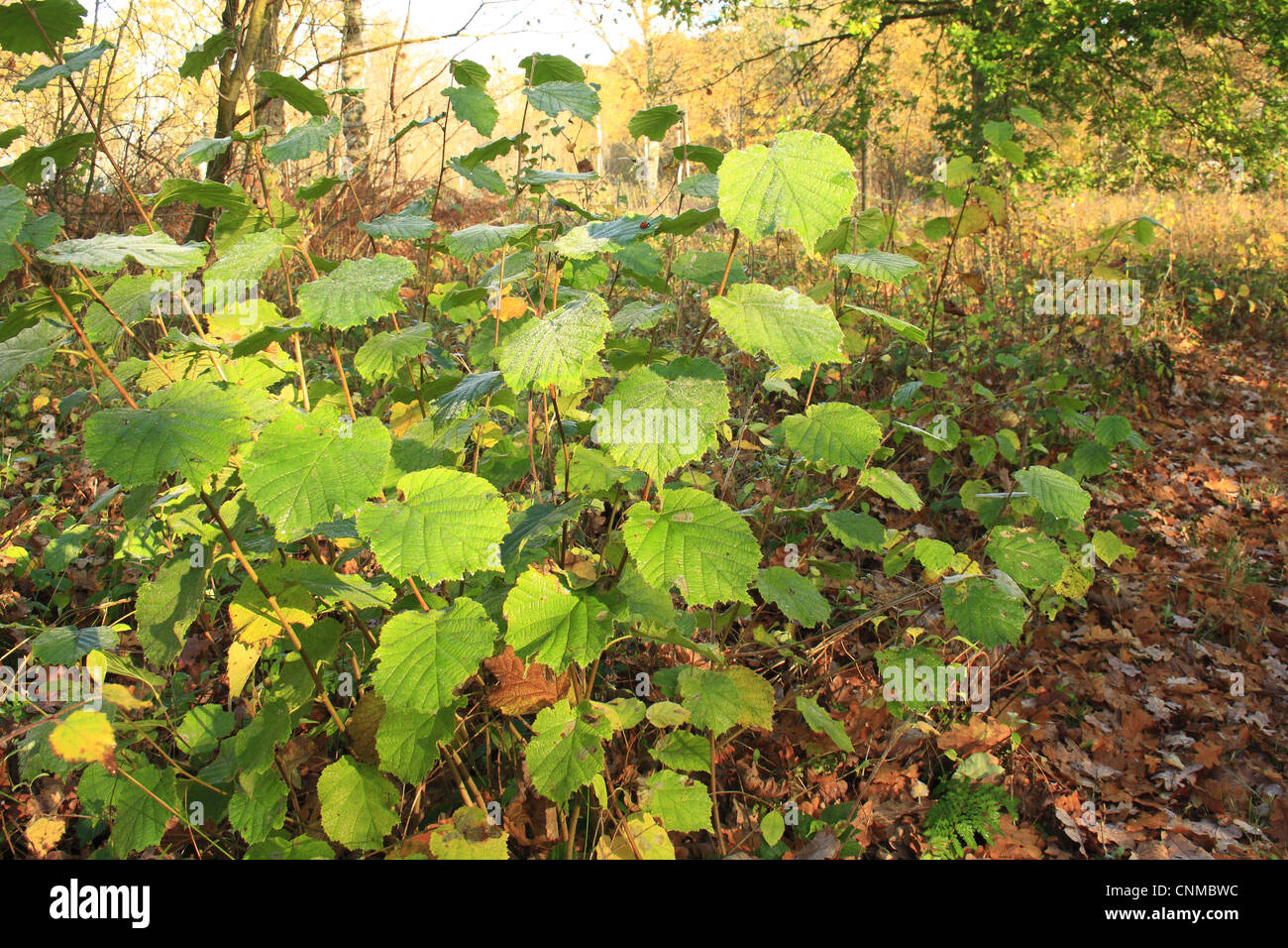 Common Hazel Corylus avellana habit growing in ancient woodland Wolves ...