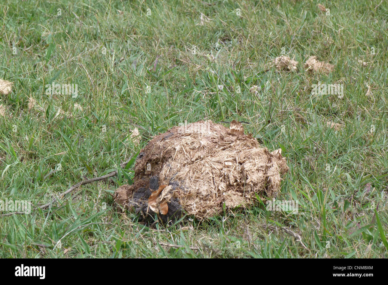 Elephants poo hi-res stock photography and images - Alamy