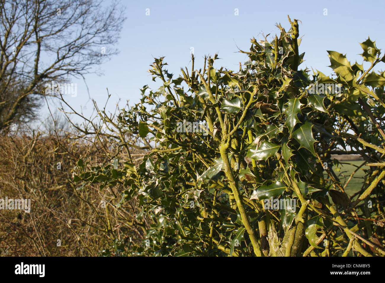 European Holly (Ilex aquifolium) leaves, growing in flailed hedgerow ...