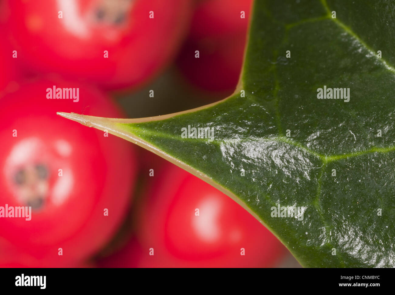 European Holly (Ilex aquifolium) close-up of leaf prickle, with berries ...