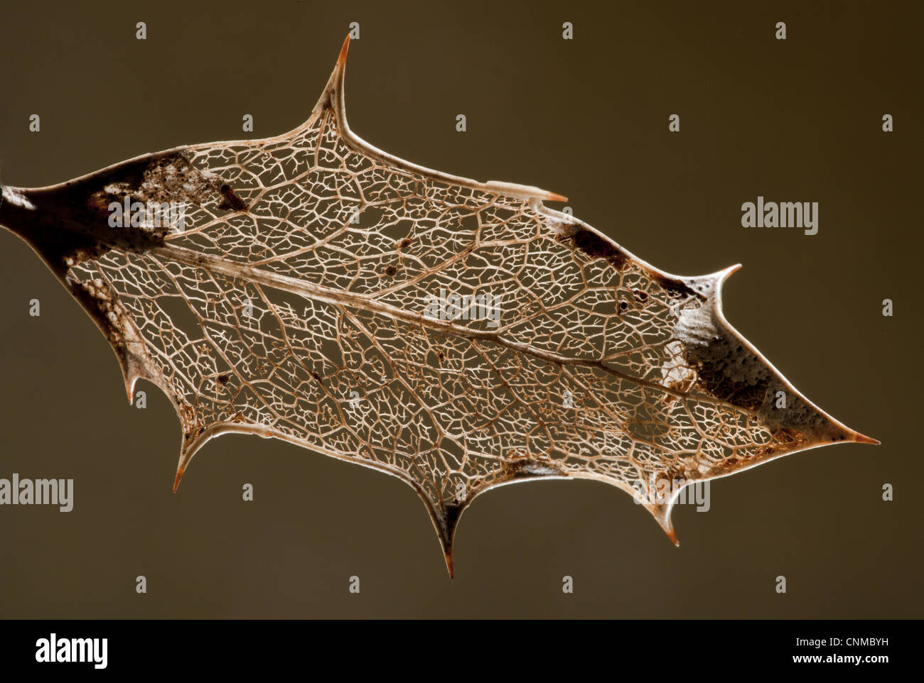 Plant skeleton hi-res stock photography and images - Alamy