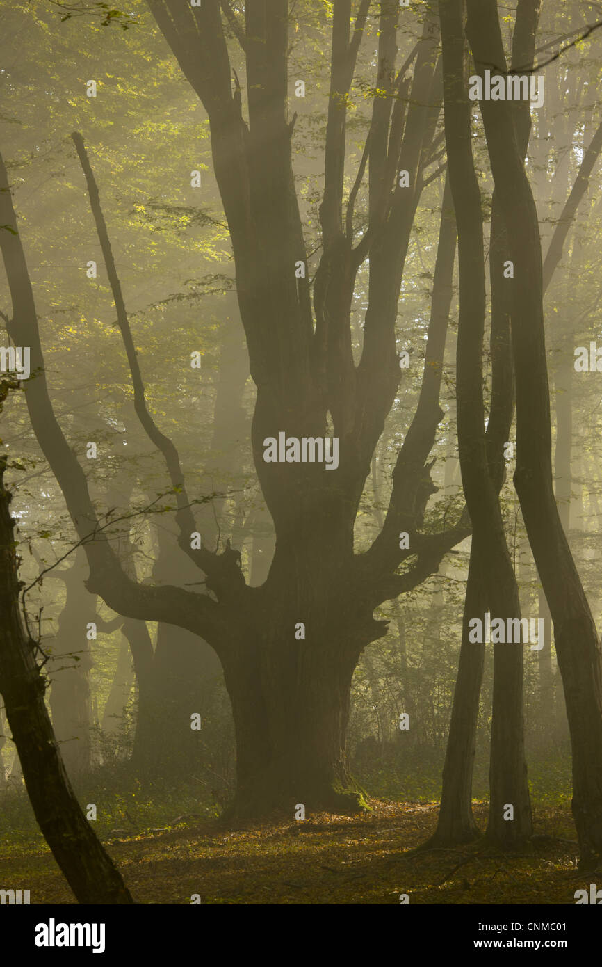 European Hornbeam Carpinus betulus old pollarded tree forest habitat ...