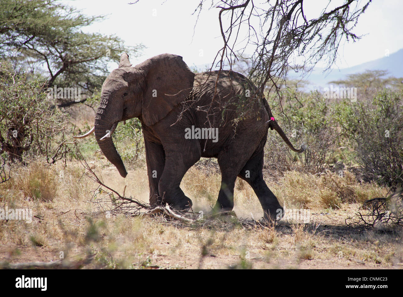 Tranquilizer dart hi-res stock photography and images - Alamy