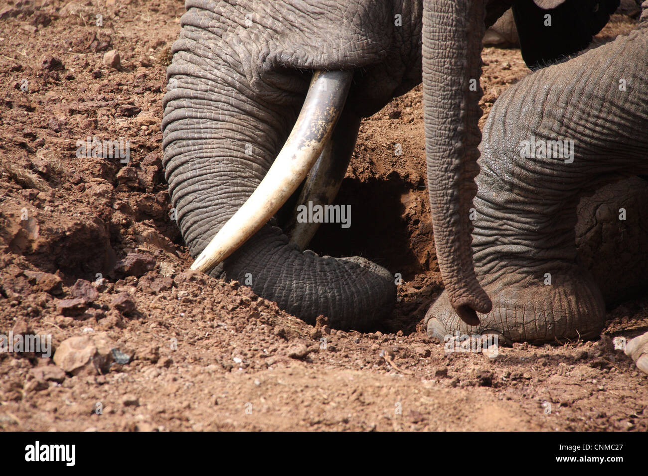 African elephant using tusks hi-res stock photography and images - Alamy
