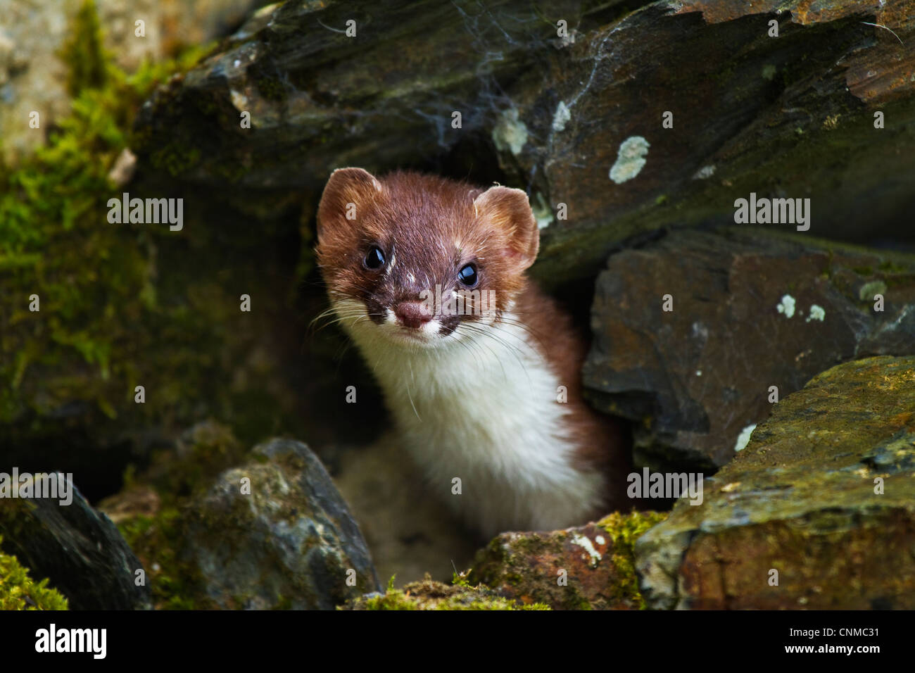 Stoat (Mustela erminea Stock Photo - Alamy