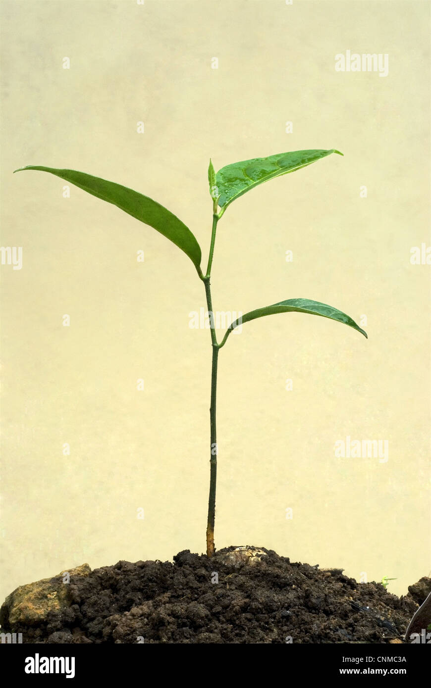 Chempedak (Artocarpus integrifolia) seedling, Trivandrum, Kerala, India ...