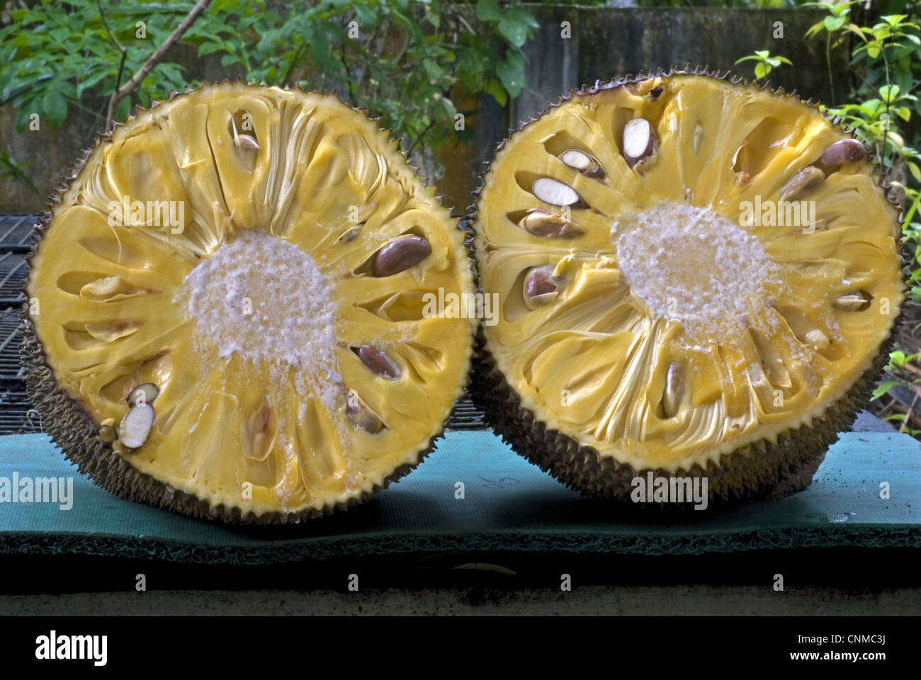 Chempedak (Artocarpus integrifolia) halved fruit, showing flesh and ...