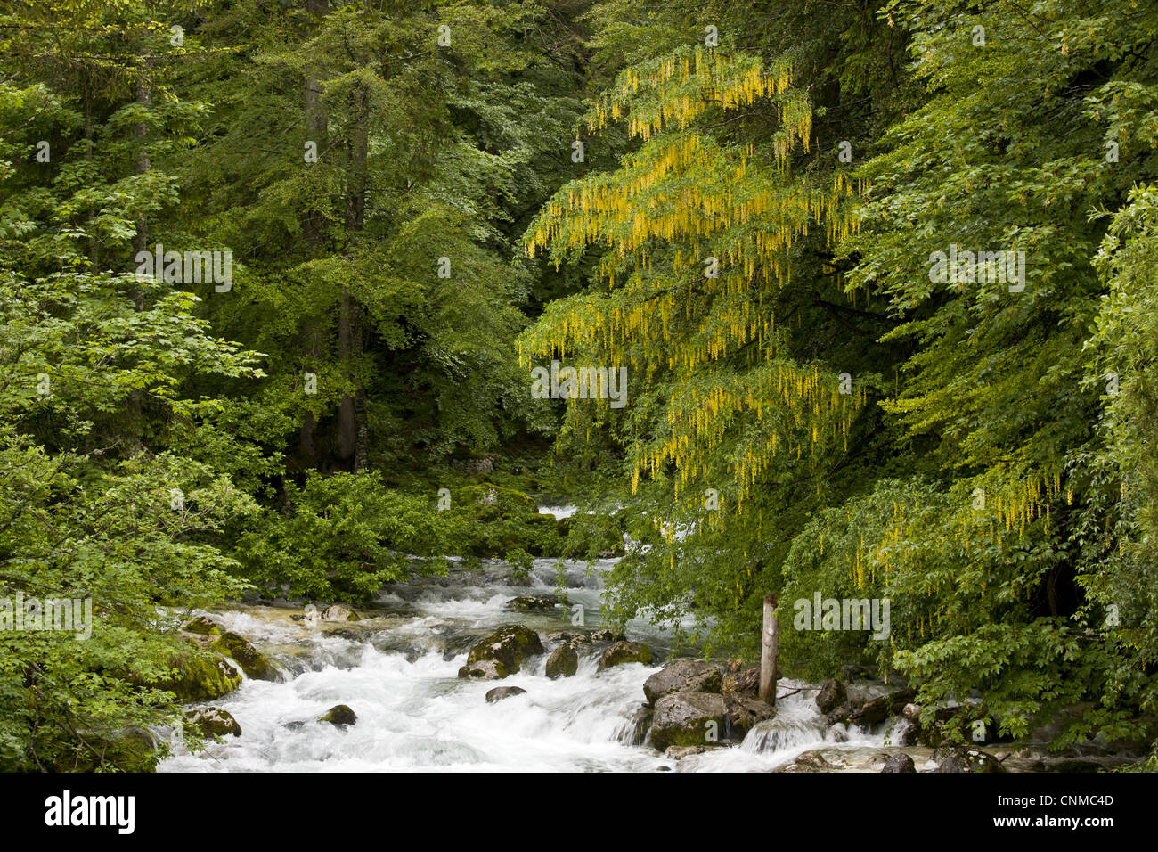 Alpine Laburnum Laburnum alpinum habit flowering growing montane ...