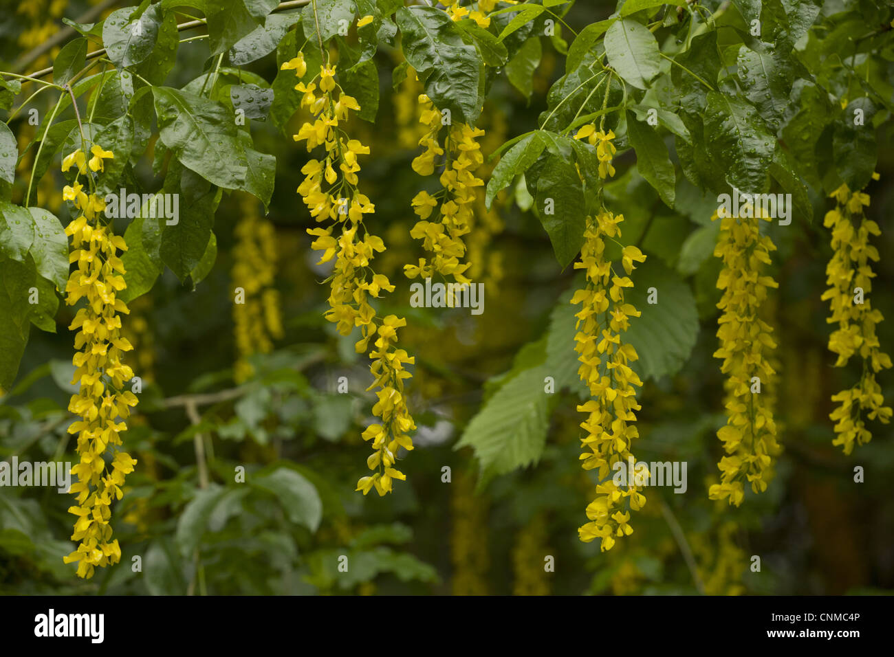 Alpine Laburnum (Laburnum alpinum) close-up of flowers, Julian Alps ...