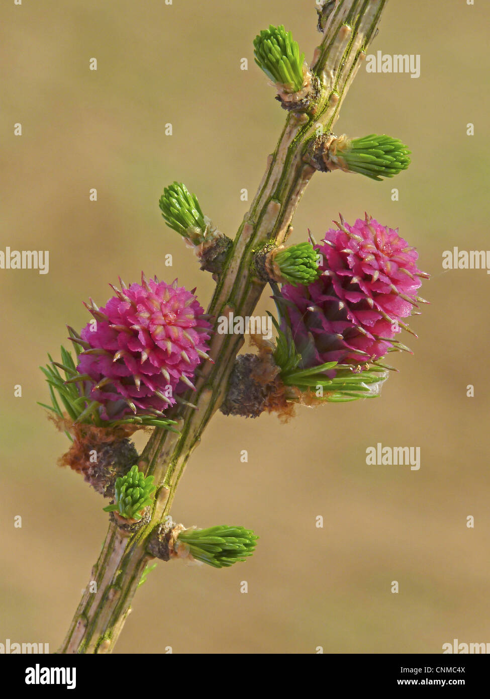 Female larch larix decidua flowers hi-res stock photography and images ...