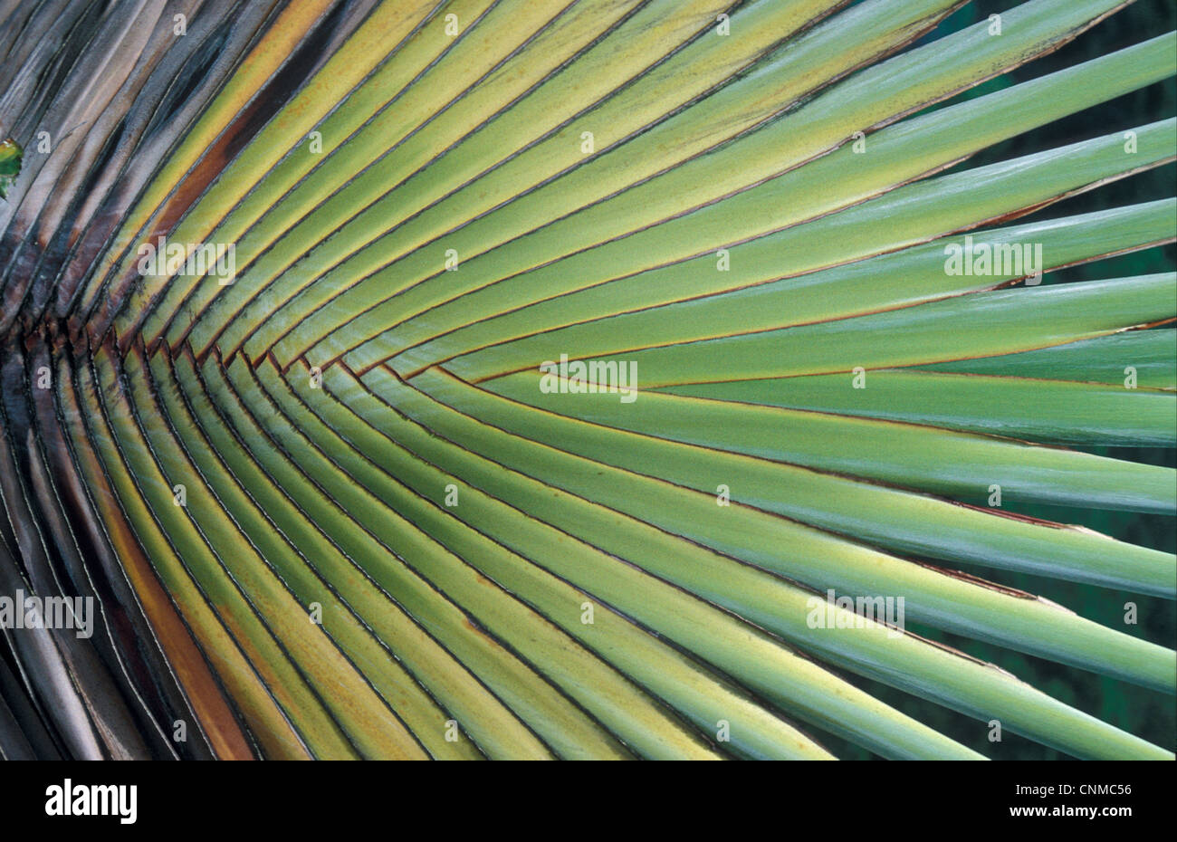 Plants fronds hi-res stock photography and images - Alamy