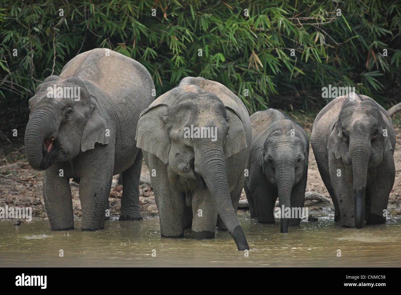 Asian Elephant Elephas maximus indicus two adult females two juveniles ...