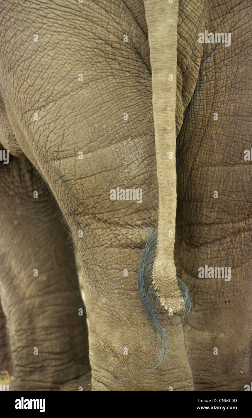 Asian Elephant (Elephas maximus) adult, close-up of tail, Chester Zoo ...