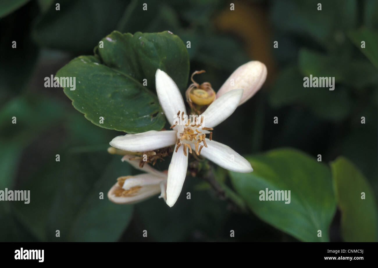 Lemon (Citrus limon) Leaf and flower Stock Photo - Alamy