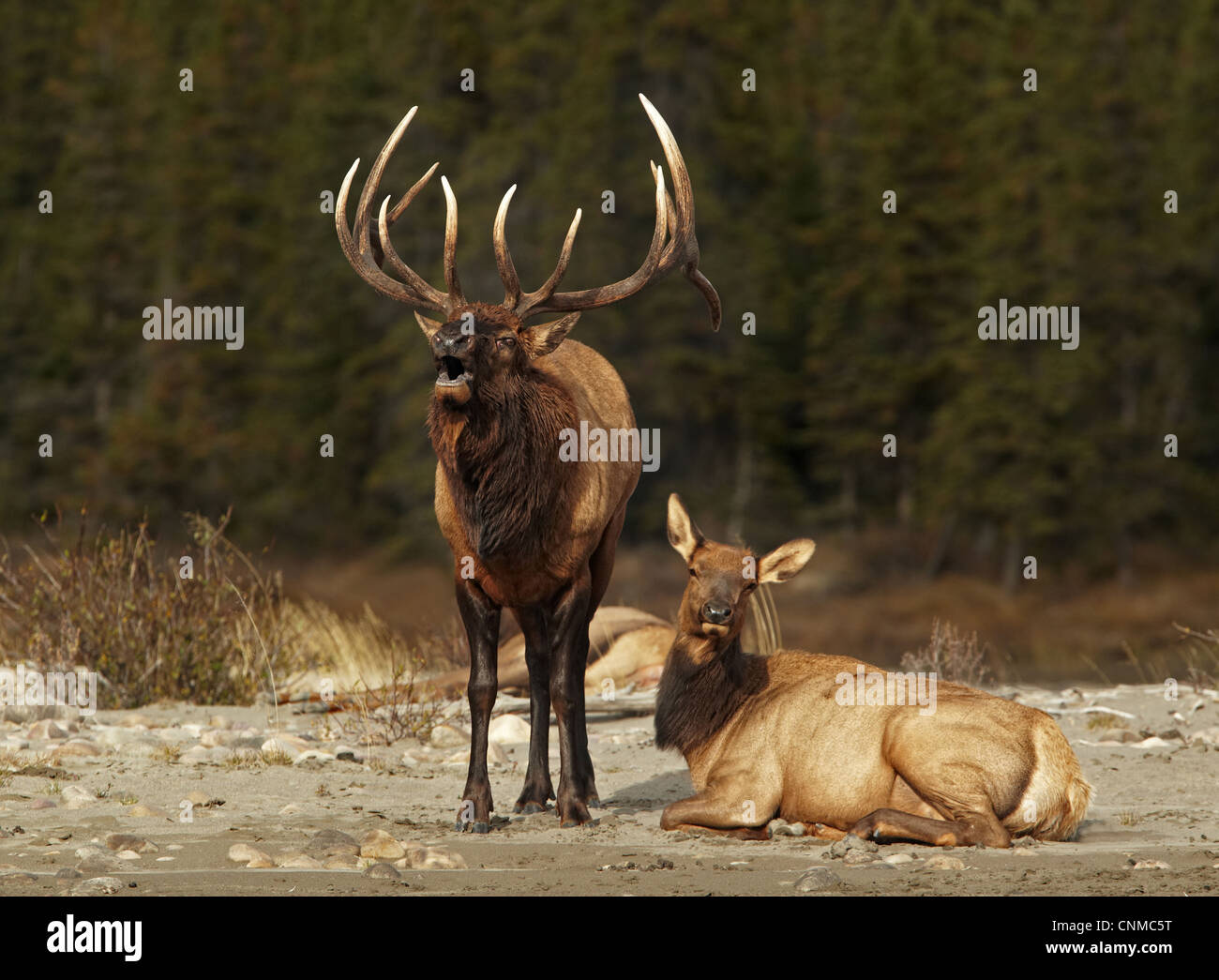 Harem elks hi-res stock photography and images - Alamy