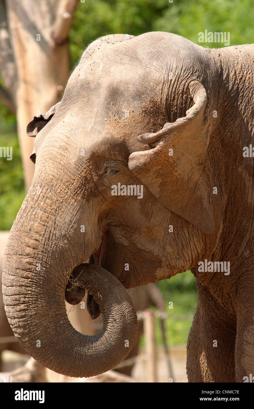 Proboscidean Mammals