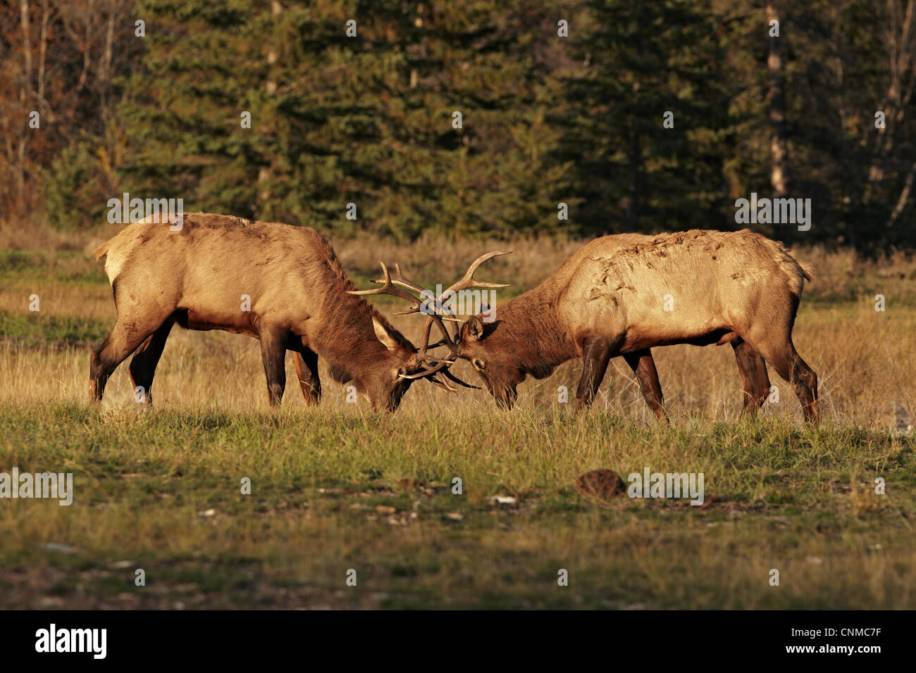 Bull elk fighting during fall hi-res stock photography and images - Alamy