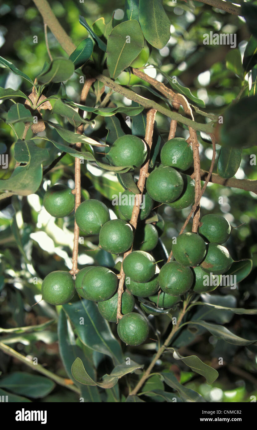 Macadamia tree australia hi-res stock photography and images - Alamy