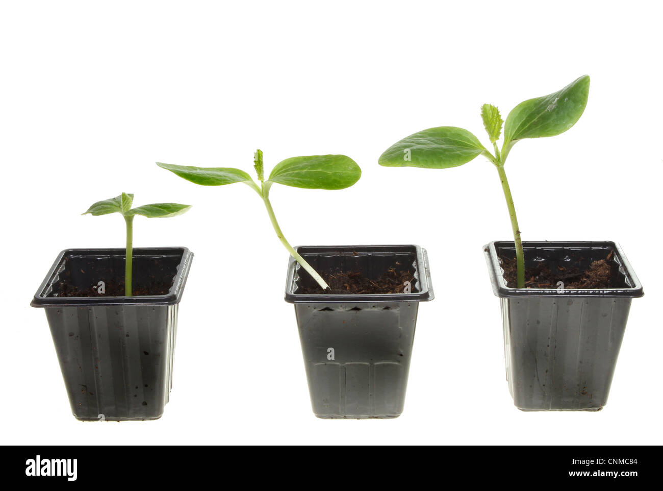 Three courgette seedling plants in plastic pots ascending in height ...