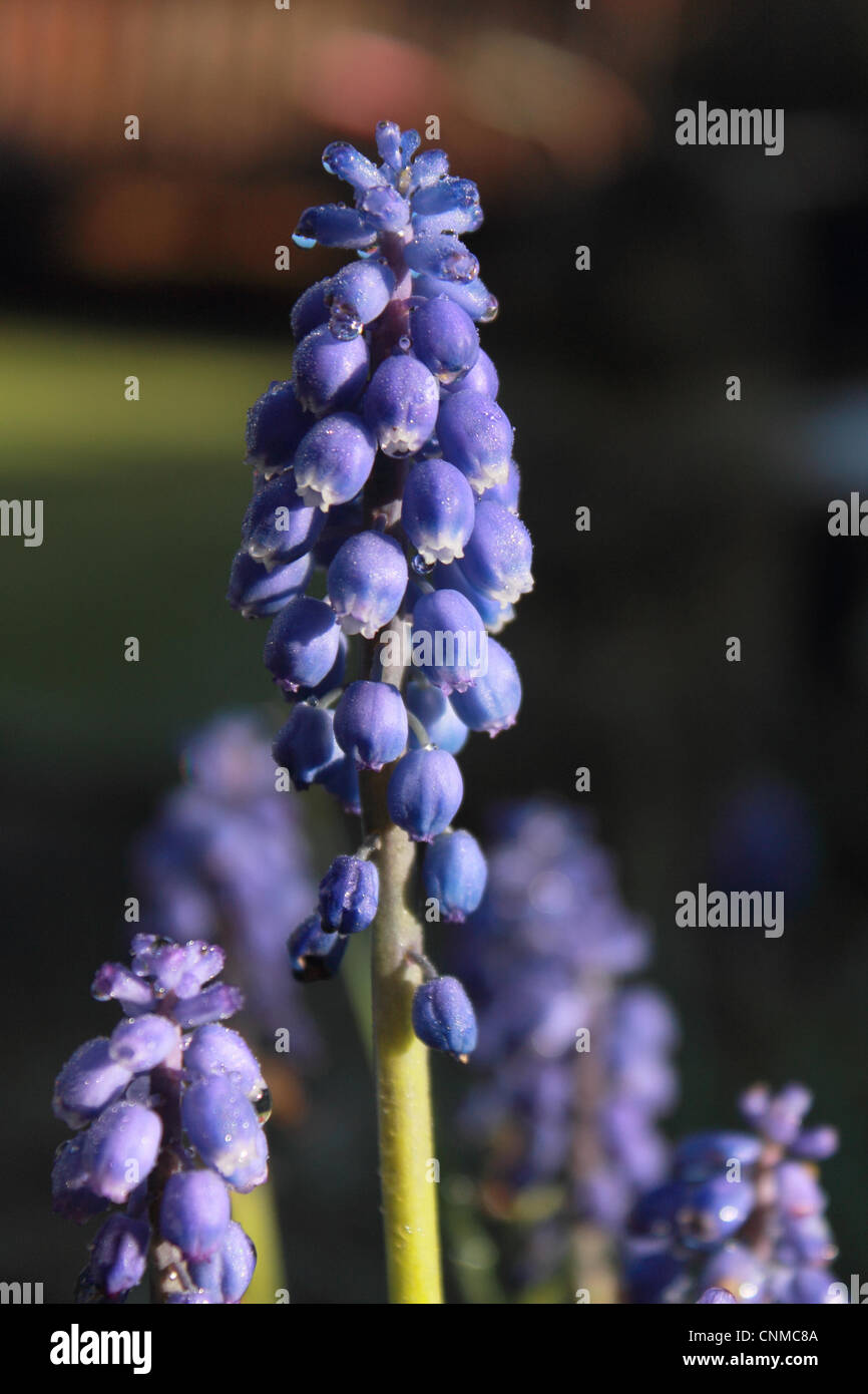 Mini Hyacinth Spring Flower Stock Photo - Alamy