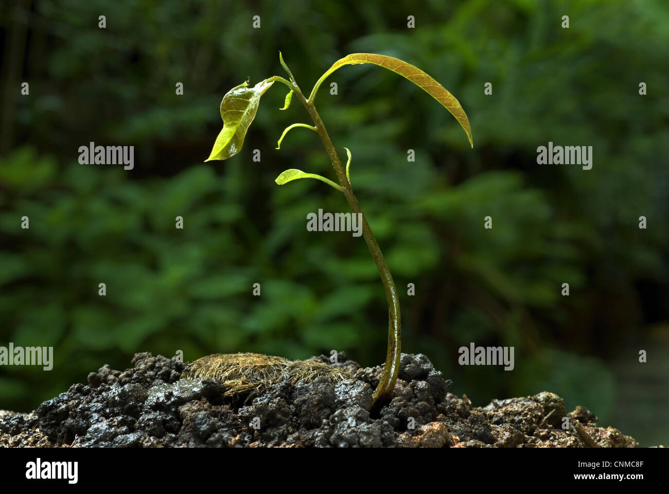 Mango saplings hi-res stock photography and images - Alamy