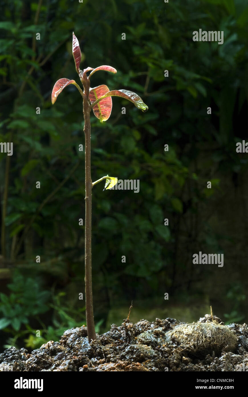 Mango tree india hi-res stock photography and images - Alamy
